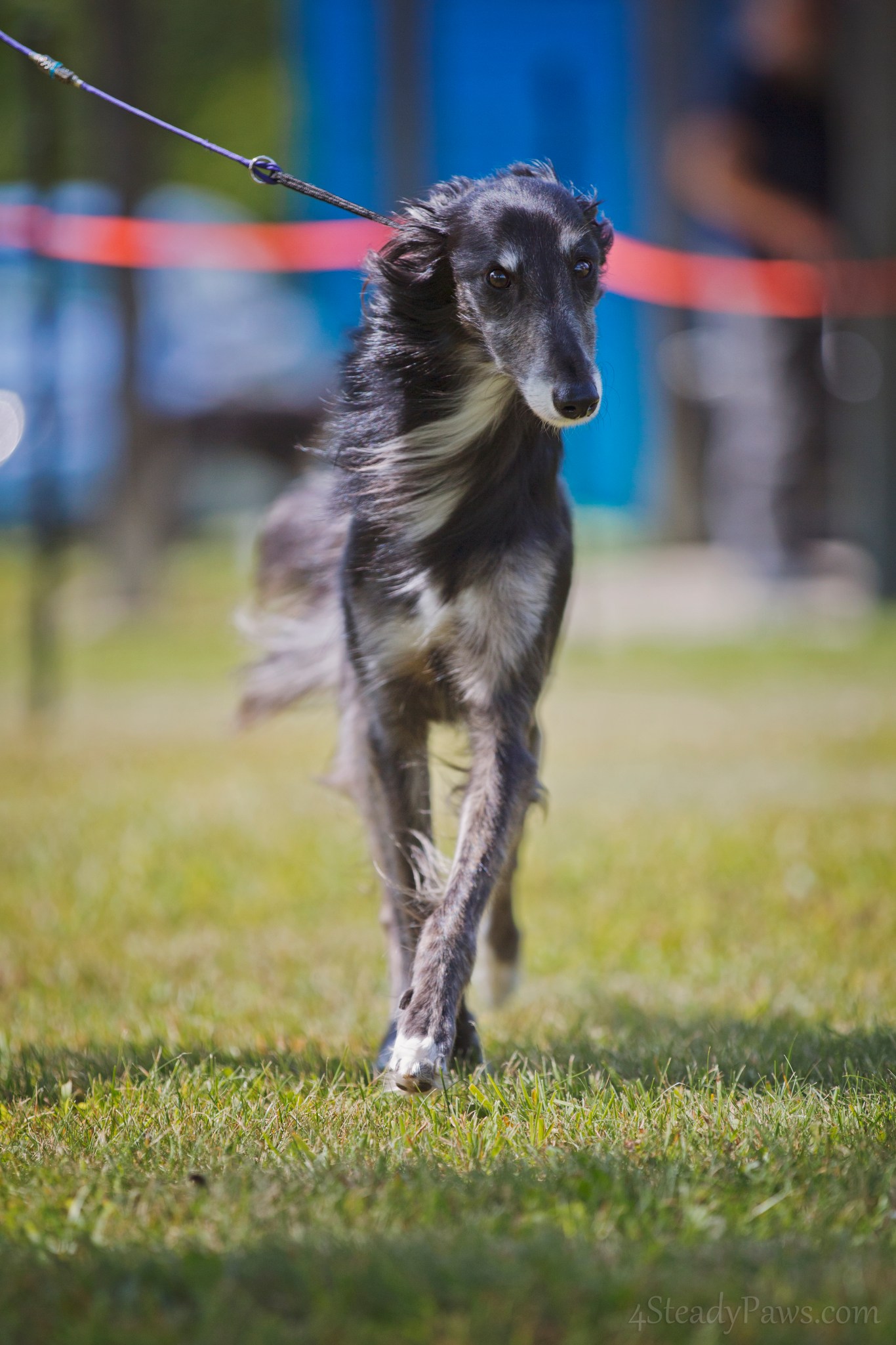 Our Silkens – Regalant Silken Windhounds